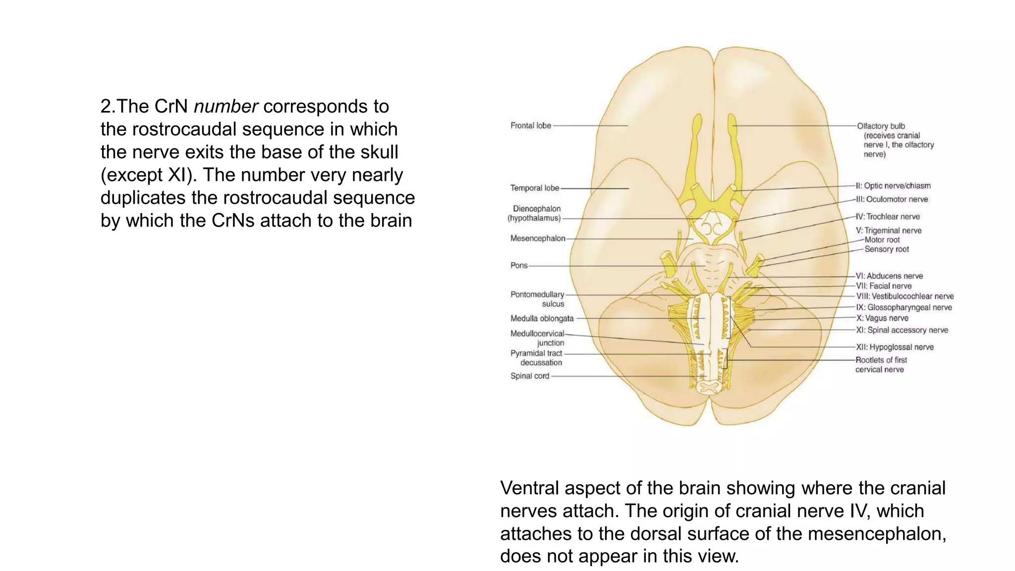 Cranial Nerves.pptx