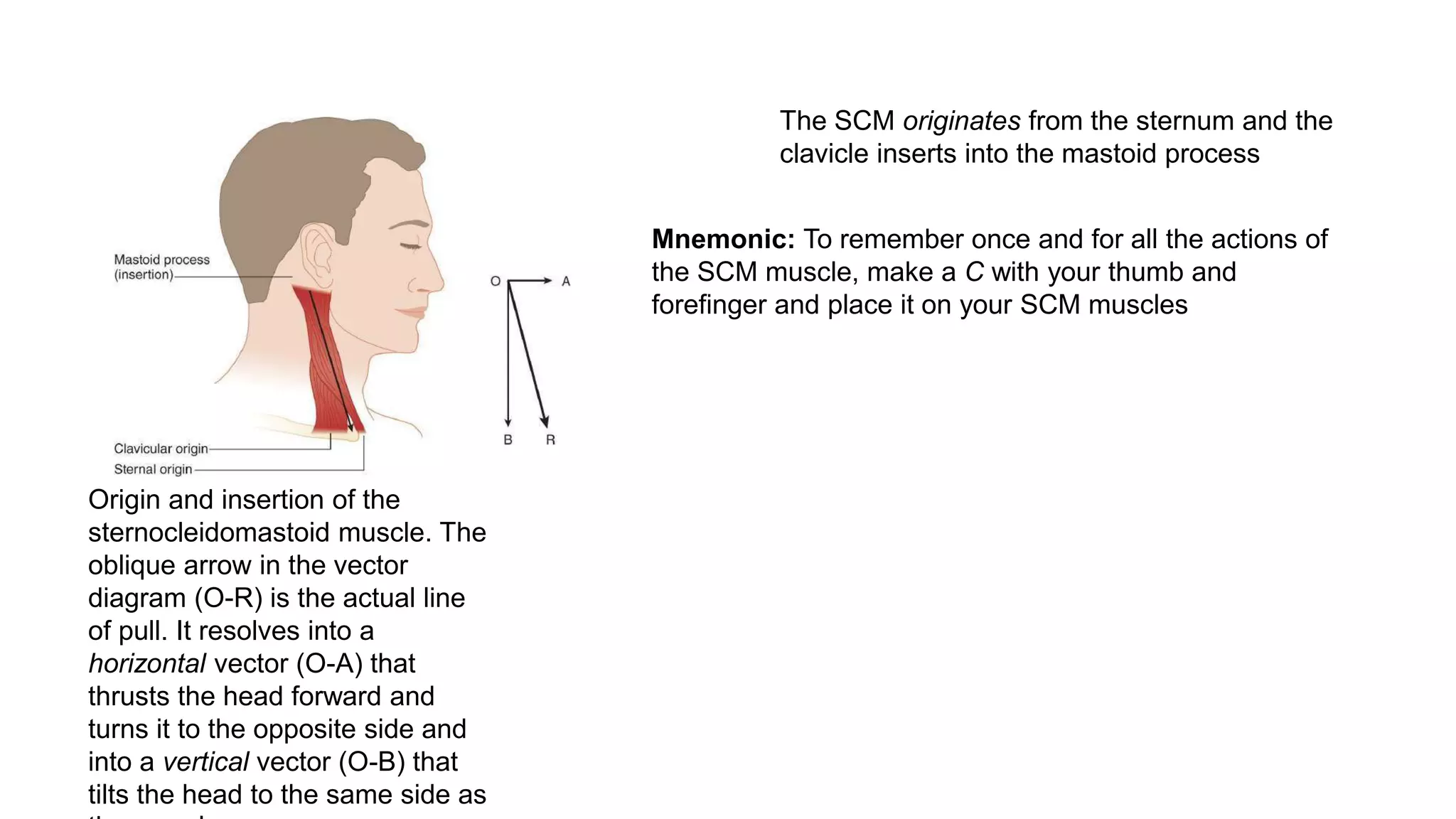 Cranial Nerves.pptx