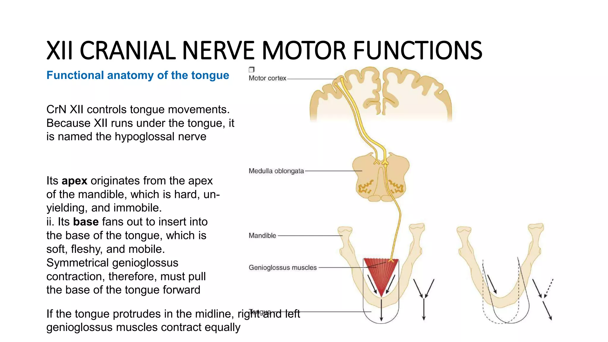 Cranial Nerves.pptx