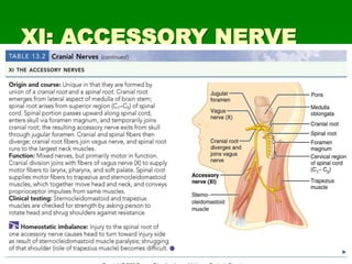 CRANIAL NERVES.ppt