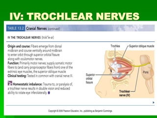 CRANIAL NERVES.ppt