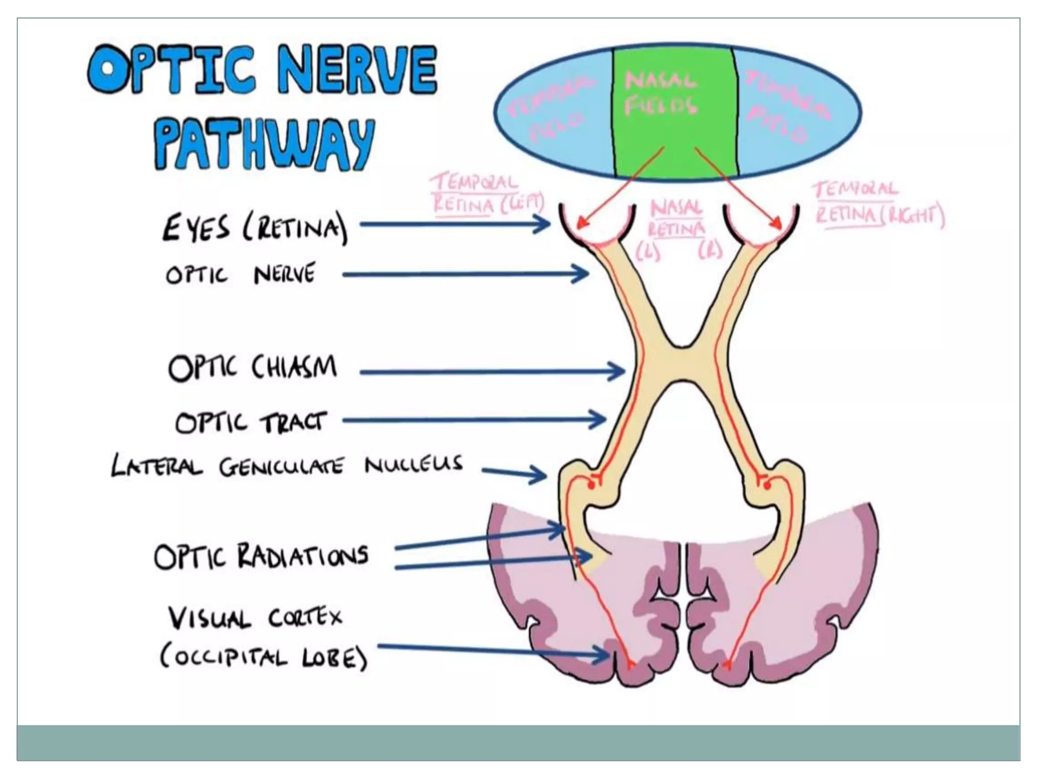 Cranial nerves.pptx