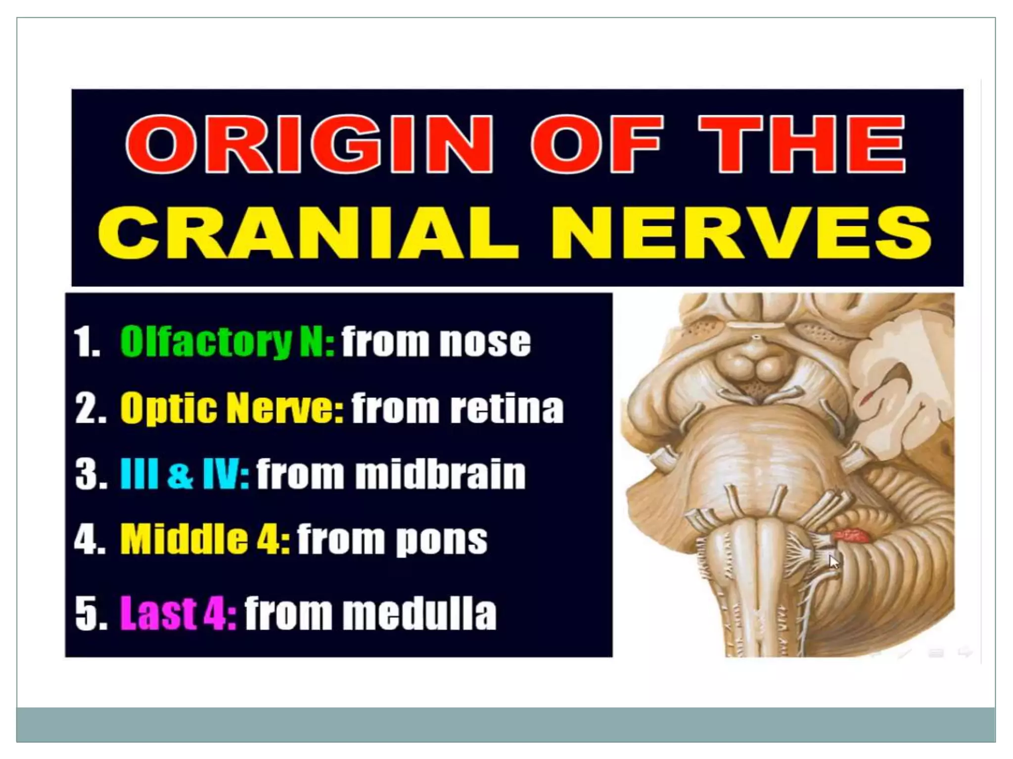 Cranial nerves.pptx | Brain and Nervous System Disorders | Diseases and Conditions