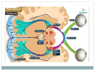 Cranial nerves.pptx | Brain and Nervous System Disorders | Diseases and Conditions