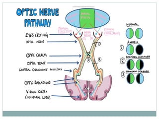 Cranial nerves.pptx | Brain and Nervous System Disorders | Diseases and Conditions