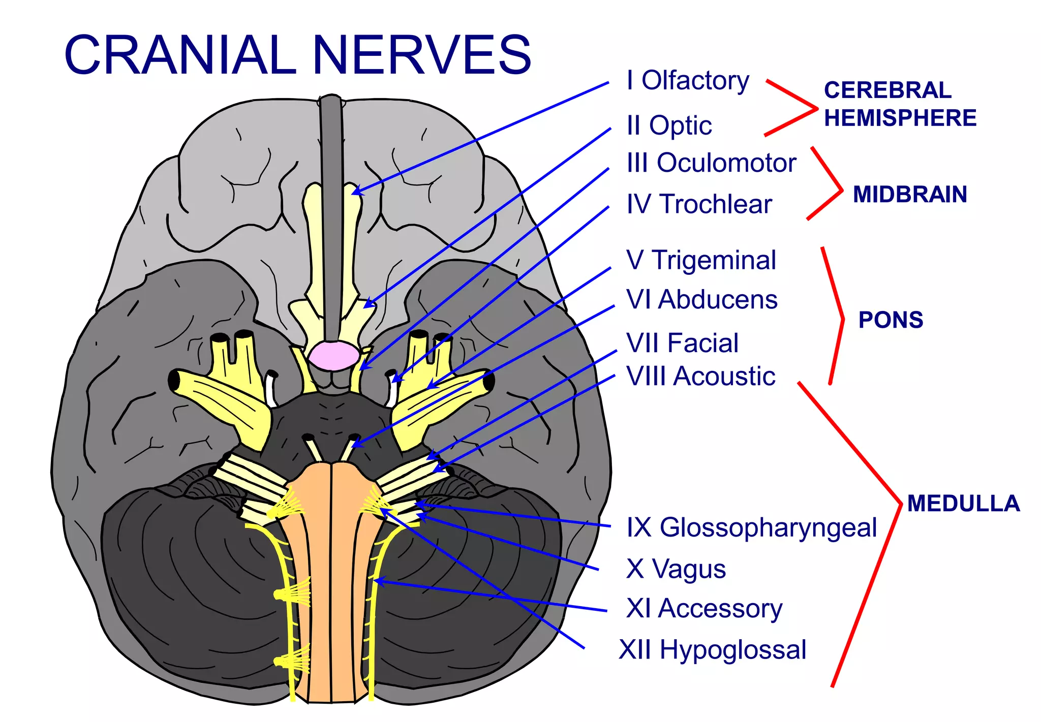Cranial Nerves.ppt