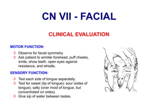 Cranial Nerves.ppt