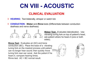 Cranial Nerves.ppt