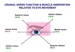 Cranial Nerves.ppt