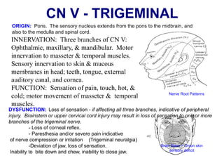 Cranial Nerves.ppt