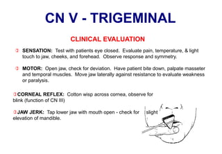 Cranial Nerves.ppt