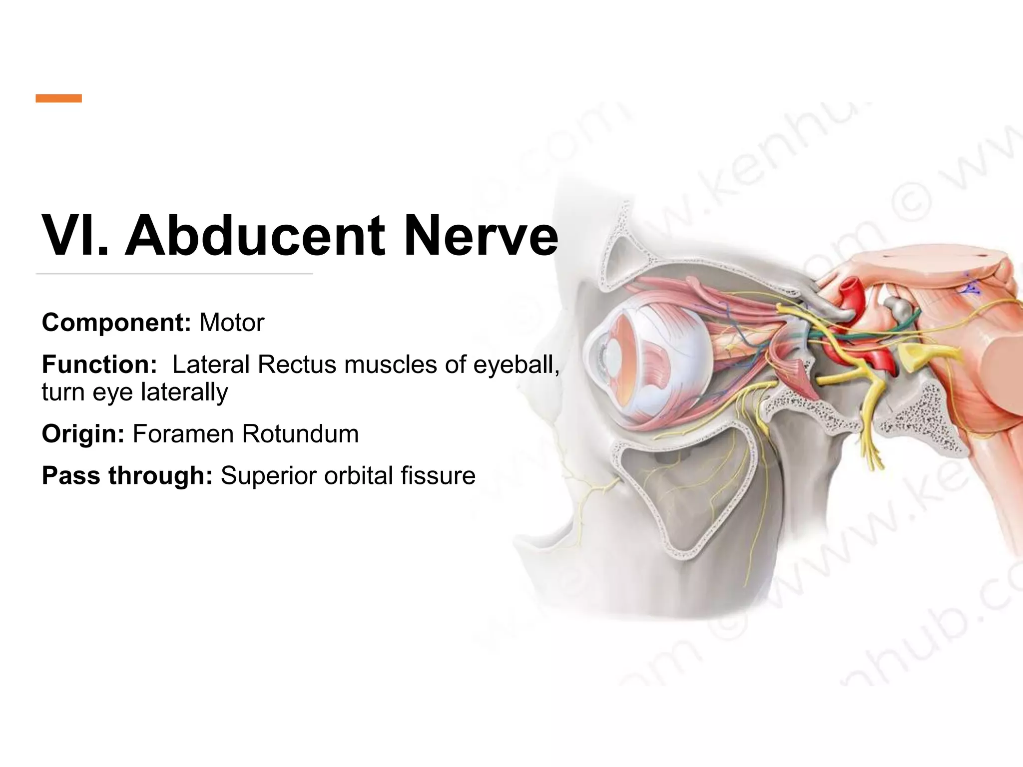 Cranial Nerves | PPTX