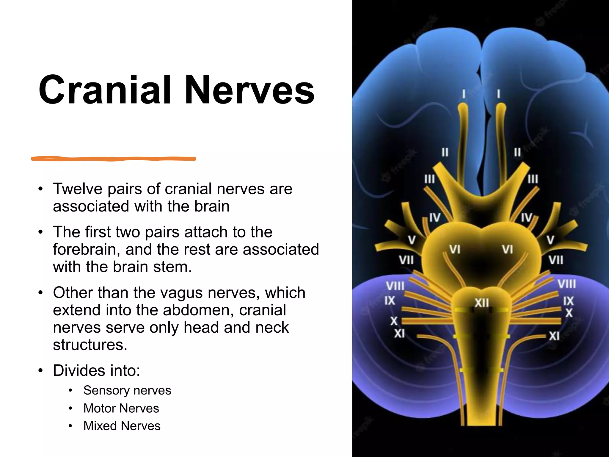Cranial Nerves | PPTX