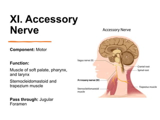 Cranial Nerves | PPTX