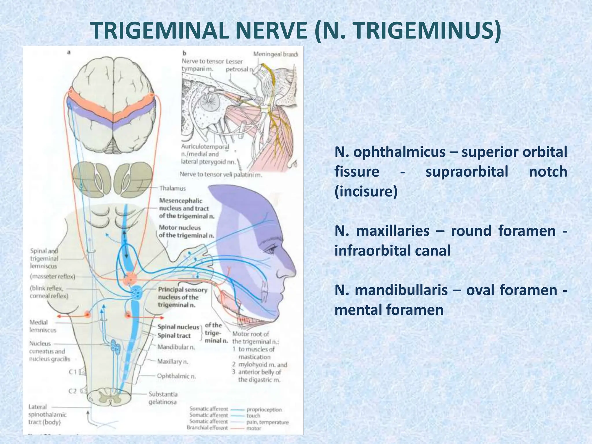 cranial nerves .ppt