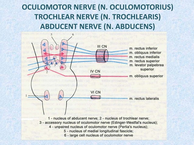 cranial nerves .ppt