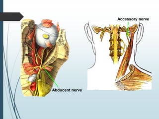 CRANIAL NERVES. | PPT