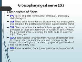 CRANIAL NERVES. | PPT