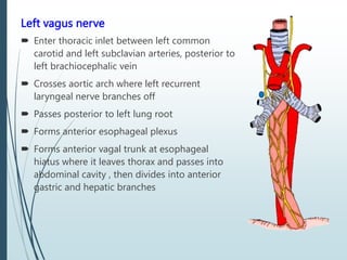 CRANIAL NERVES. | PPT