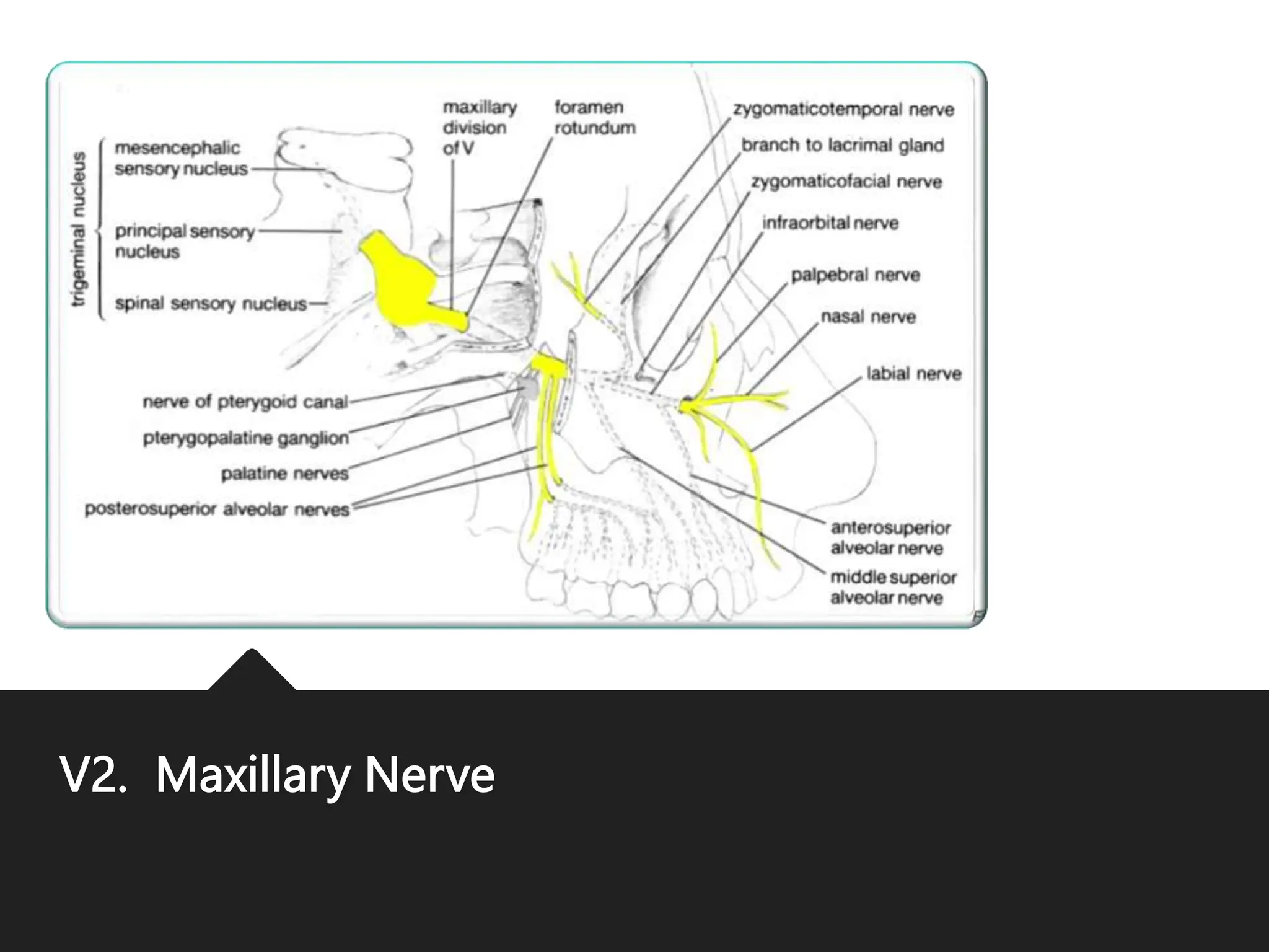 CRANIAL NERVES.pptxafxzvdxgcvnhgmcxvdhbgvn | PPTX