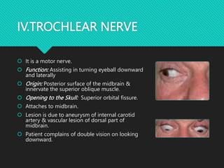 CRANIAL NERVES.pptxafxzvdxgcvnhgmcxvdhbgvn | PPTX