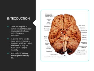CRANIAL NERVES.pptxafxzvdxgcvnhgmcxvdhbgvn | PPTX