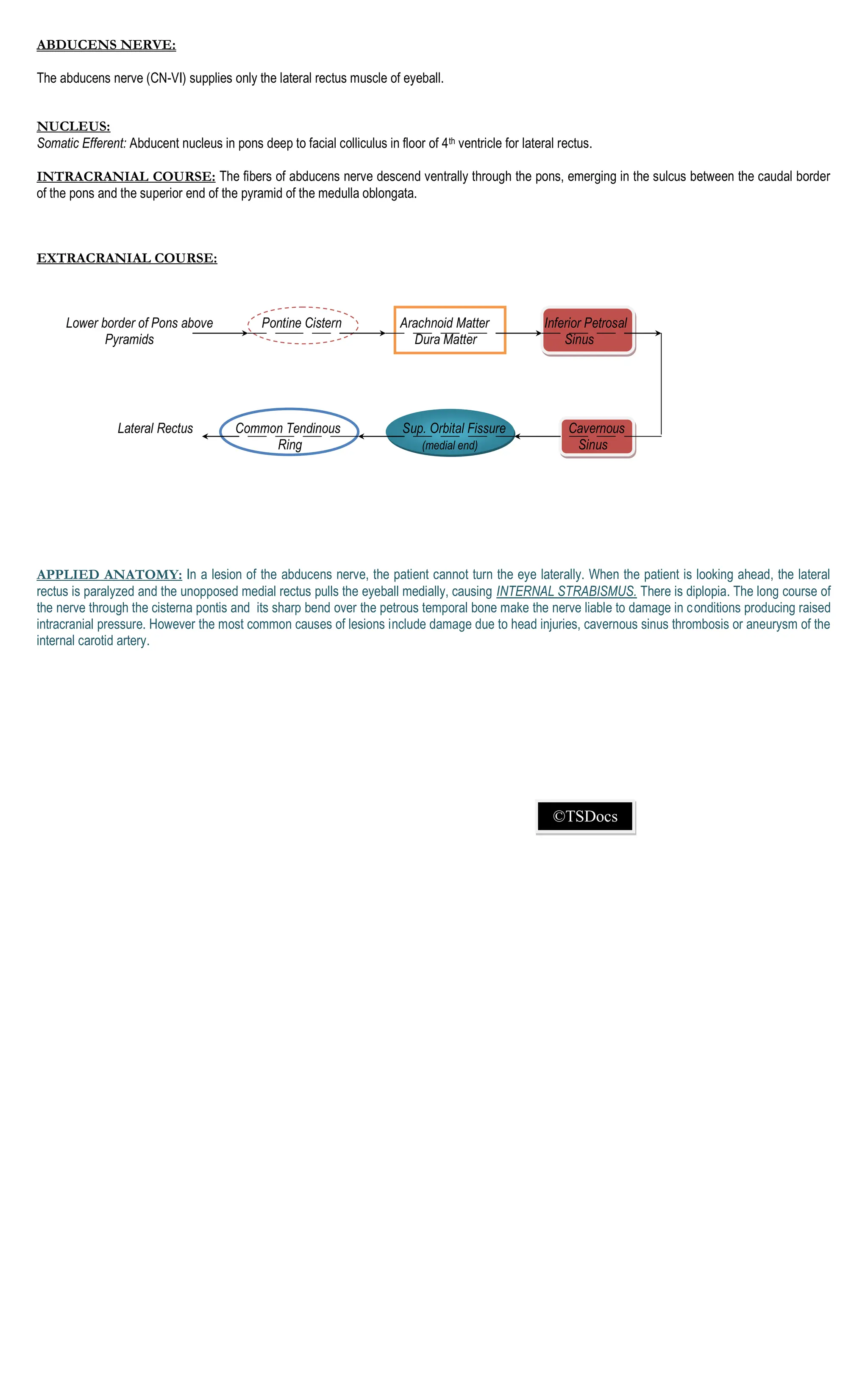 Cranial Nerves - Origin, Course and Innervation | PDF
