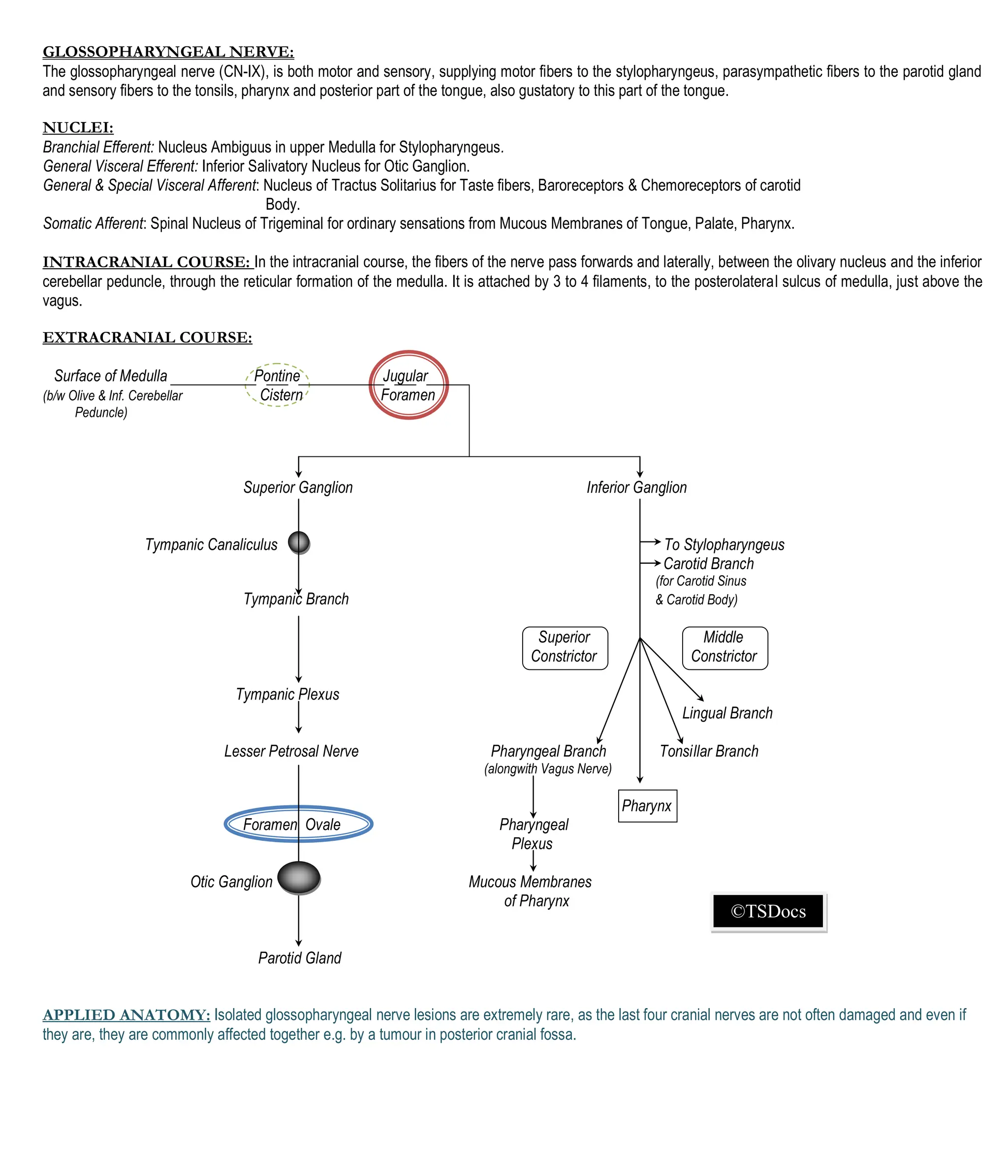 Cranial Nerves - Origin, Course and Innervation | PDF