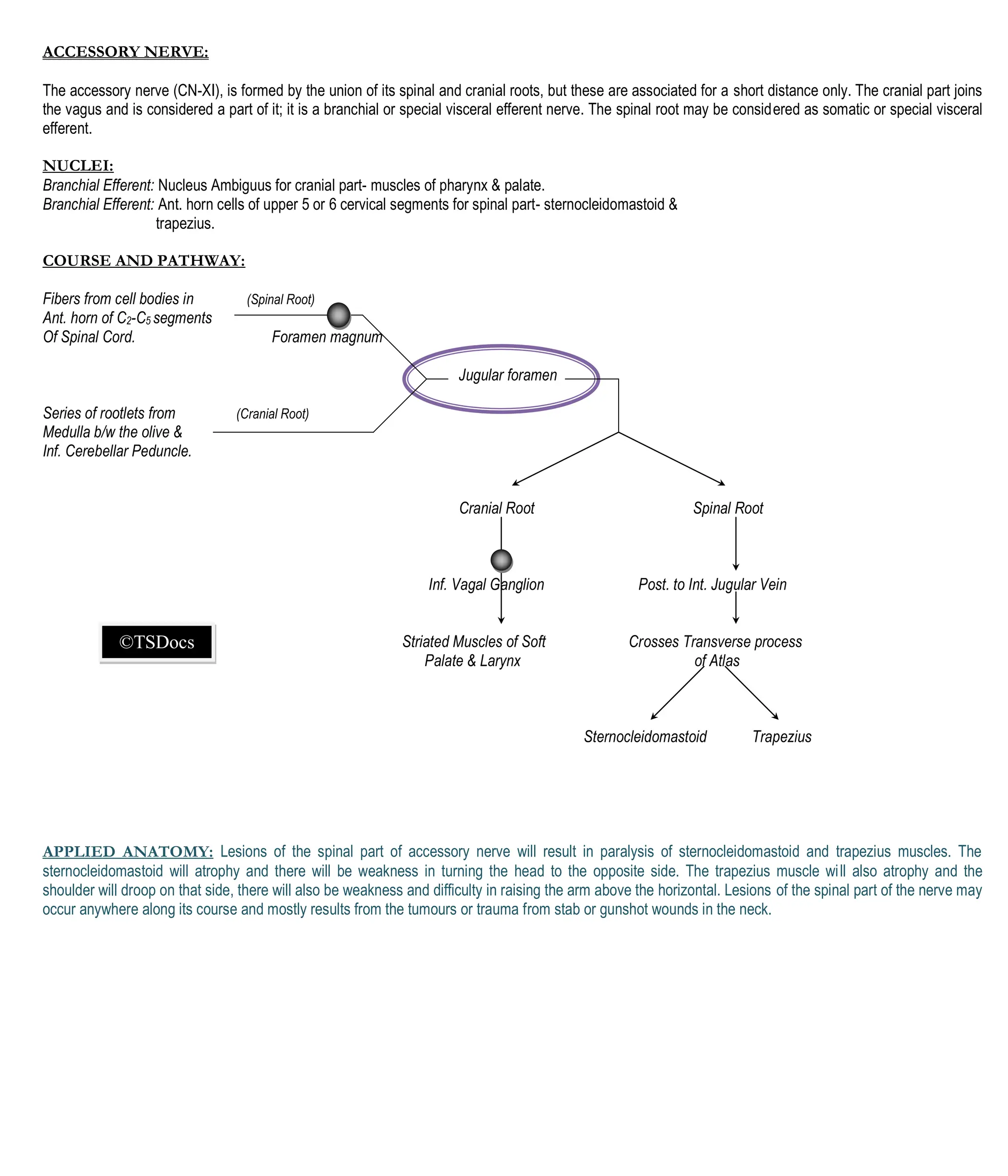 Cranial Nerves - Origin, Course and Innervation | PDF