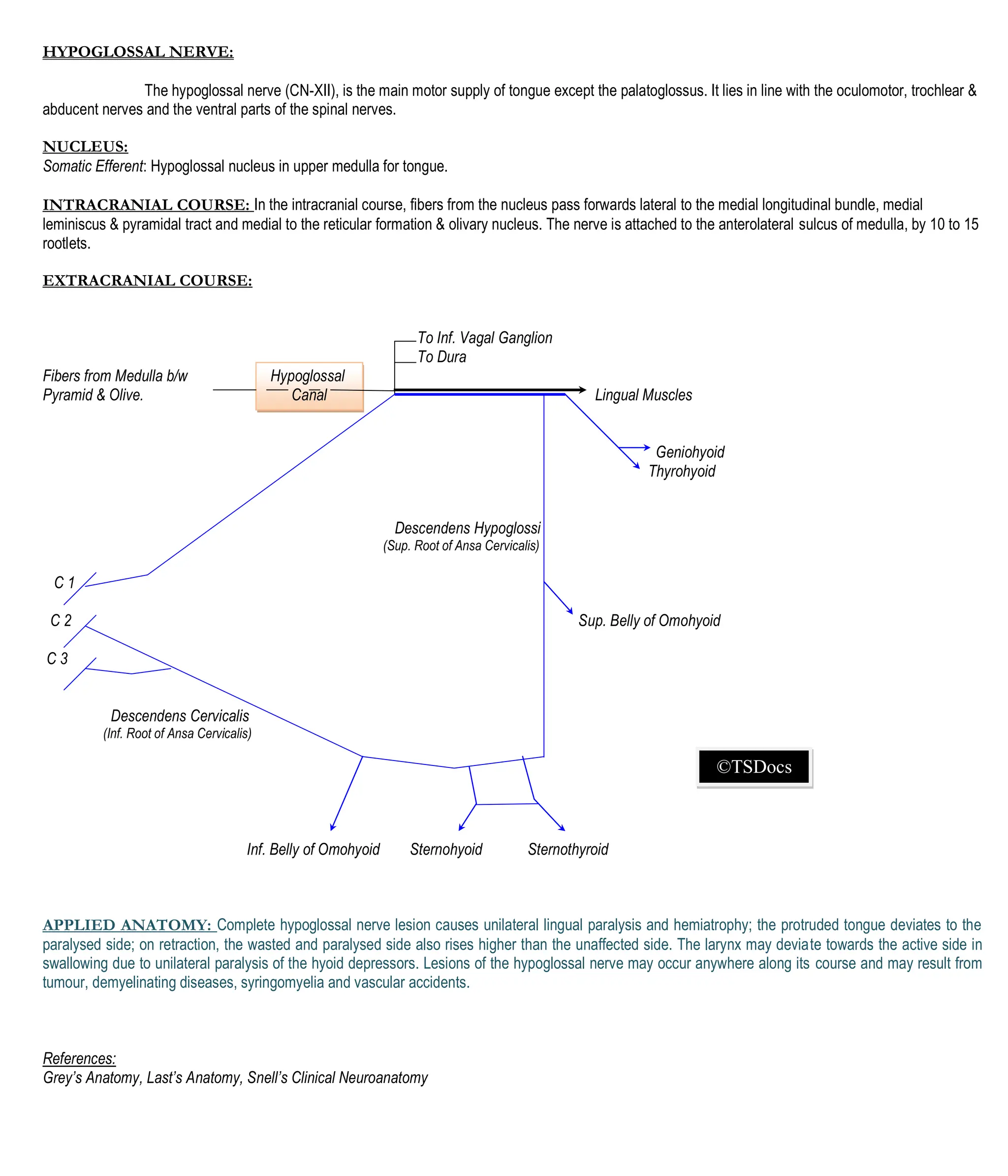 Cranial Nerves - Origin, Course and Innervation | PDF