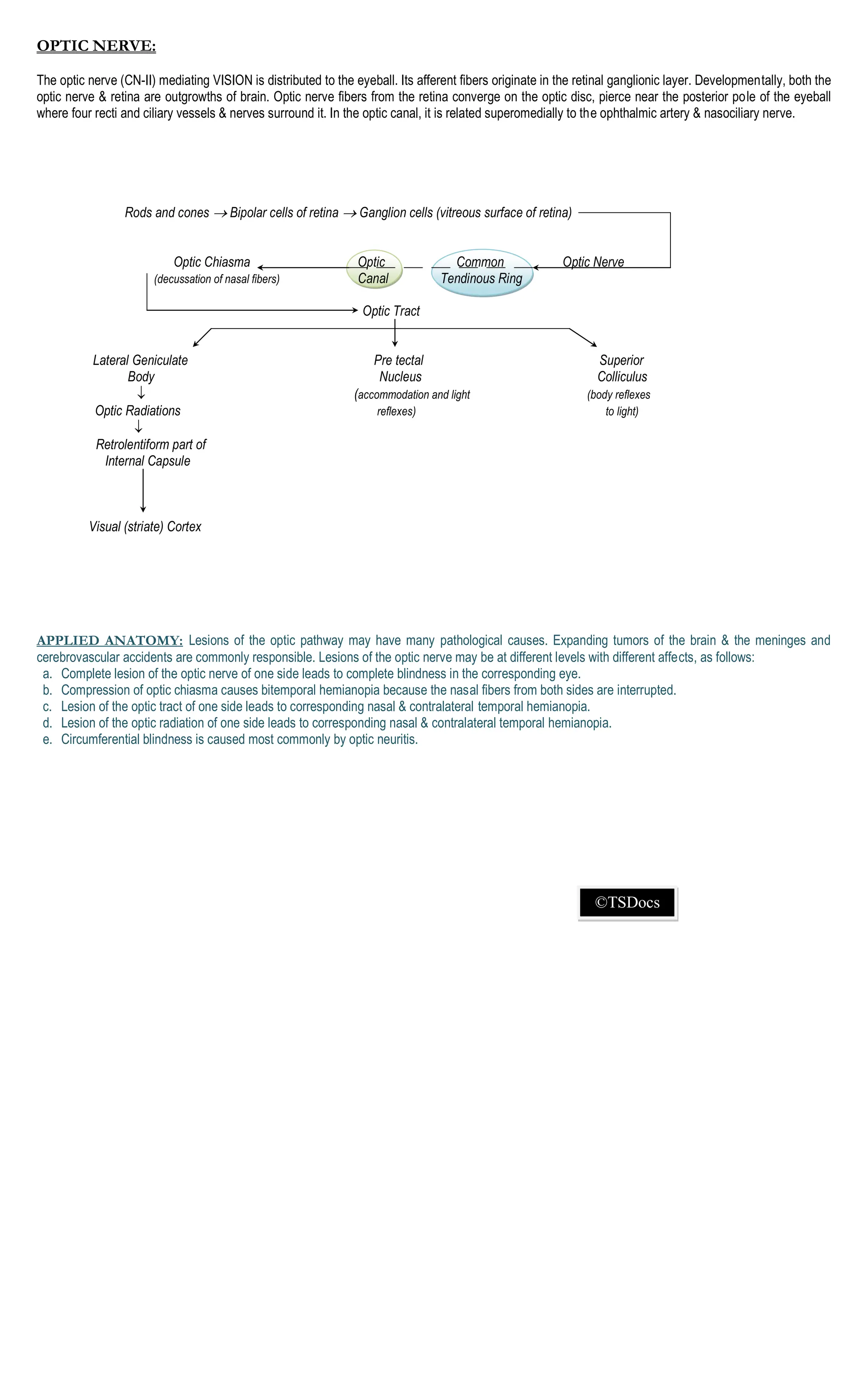 Cranial Nerves - Origin, Course and Innervation | PDF