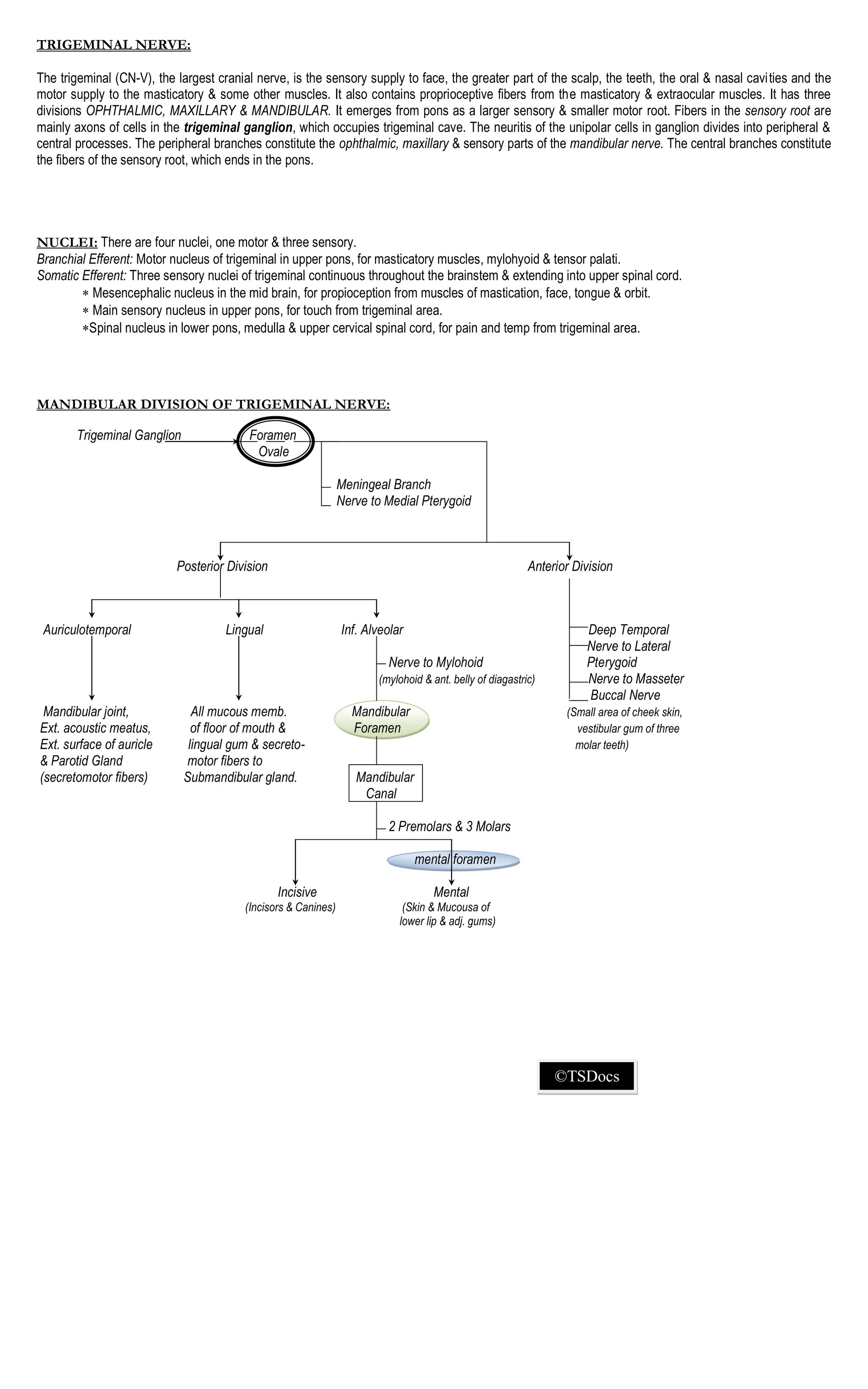 Cranial Nerves - Origin, Course and Innervation | PDF