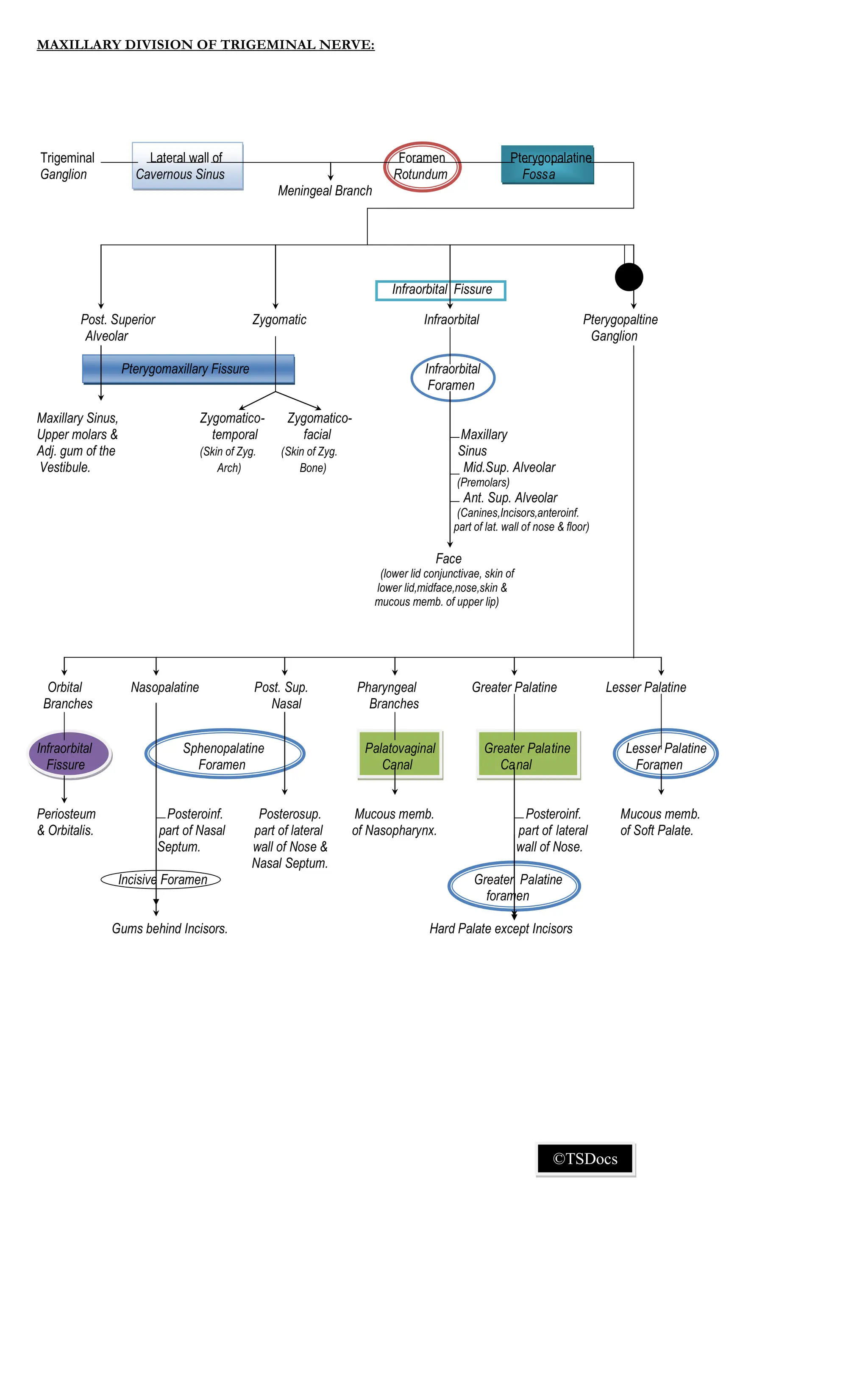 Cranial Nerves - Origin, Course and Innervation | PDF