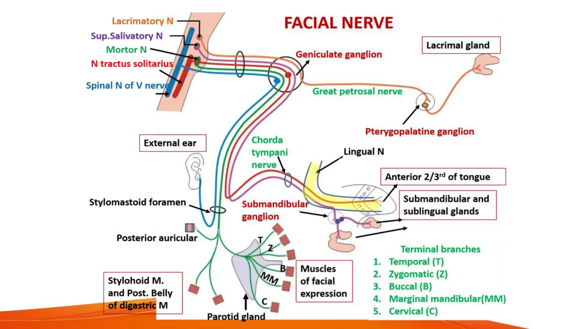 Cranial Nerves detailed version for seminar | PPT
