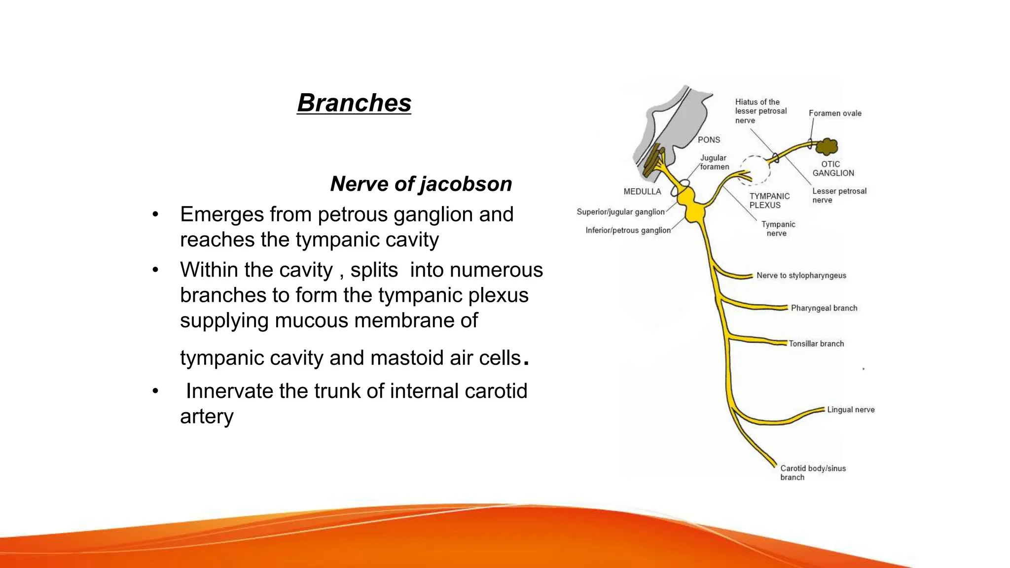Cranial Nerves detailed version for seminar | PPT