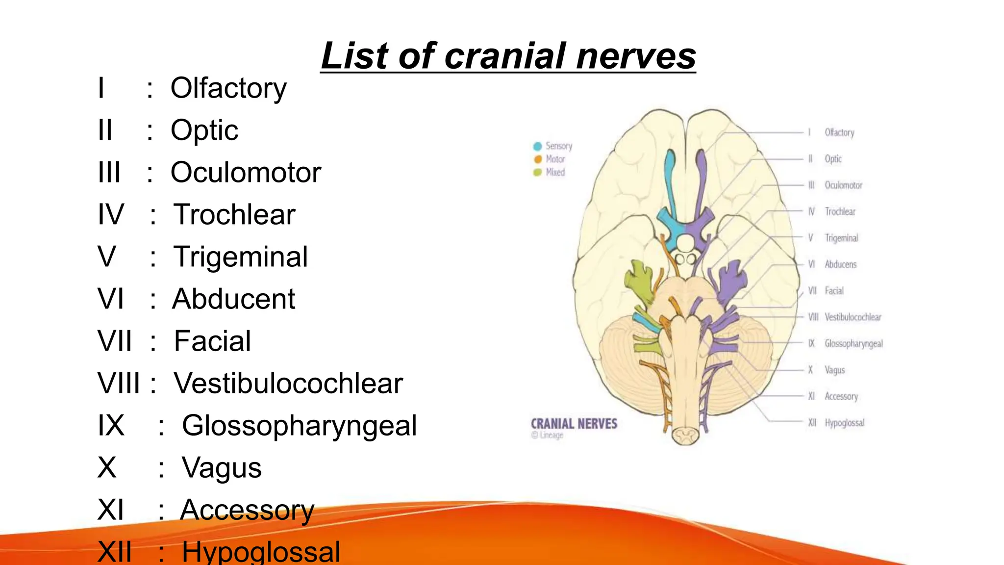 Cranial Nerves detailed version for seminar | PPT