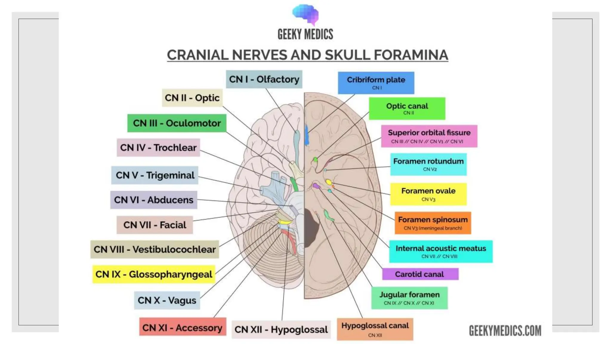 cranial nerves neuro anatomy and clinical correlations | PPTX