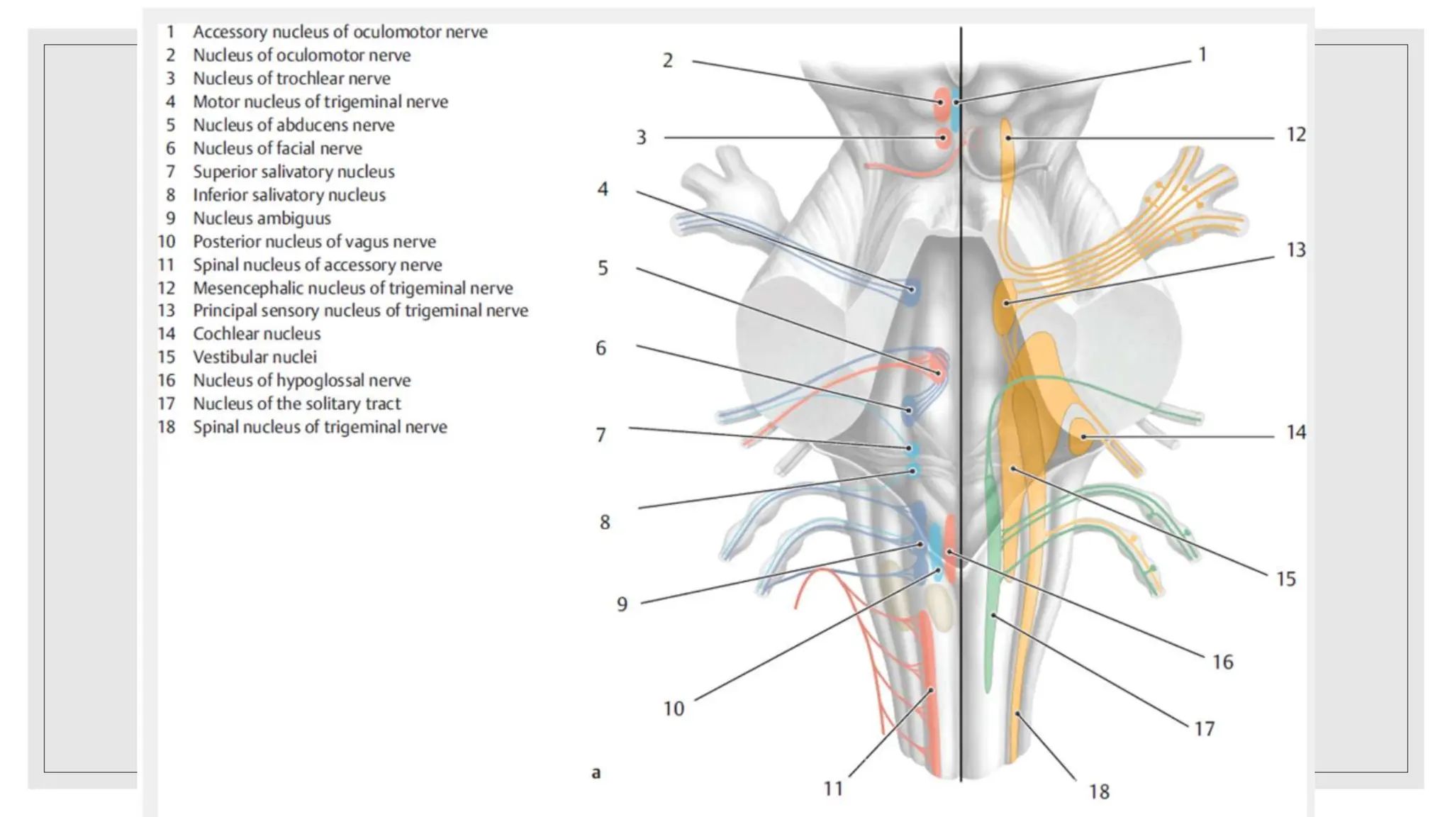 cranial nerves neuro anatomy and clinical correlations | PPTX