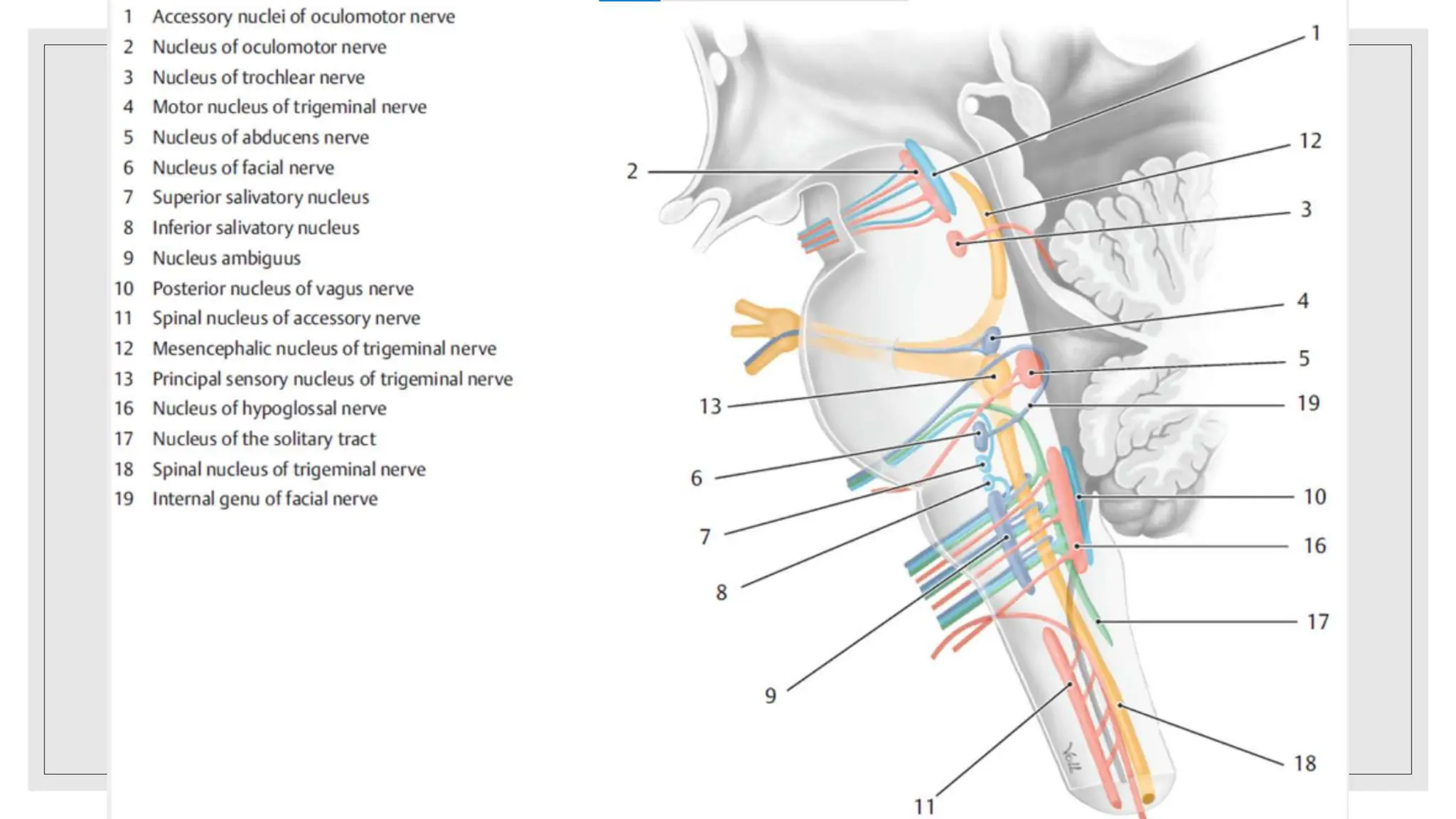 cranial nerves neuro anatomy and clinical correlations | PPTX