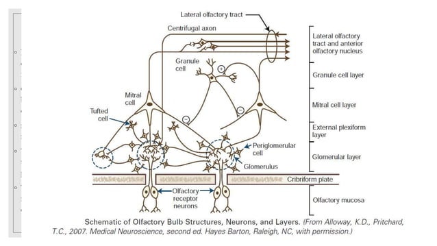 cranial nerves neuro anatomy and clinical correlations | PPT