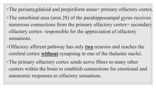 cranial nerves neuro anatomy and clinical correlations | PPT