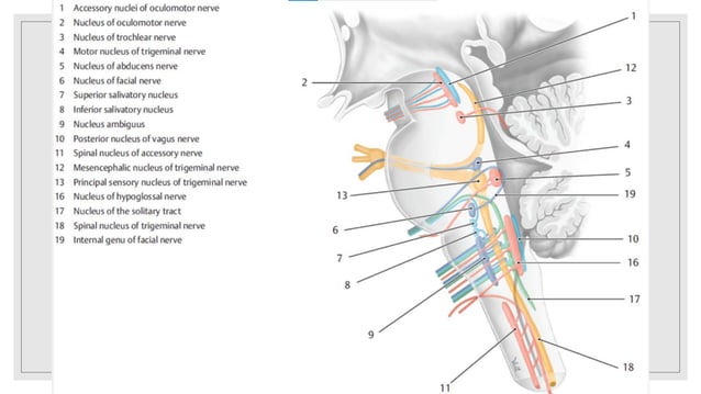 cranial nerves neuro anatomy and clinical correlations | PPT