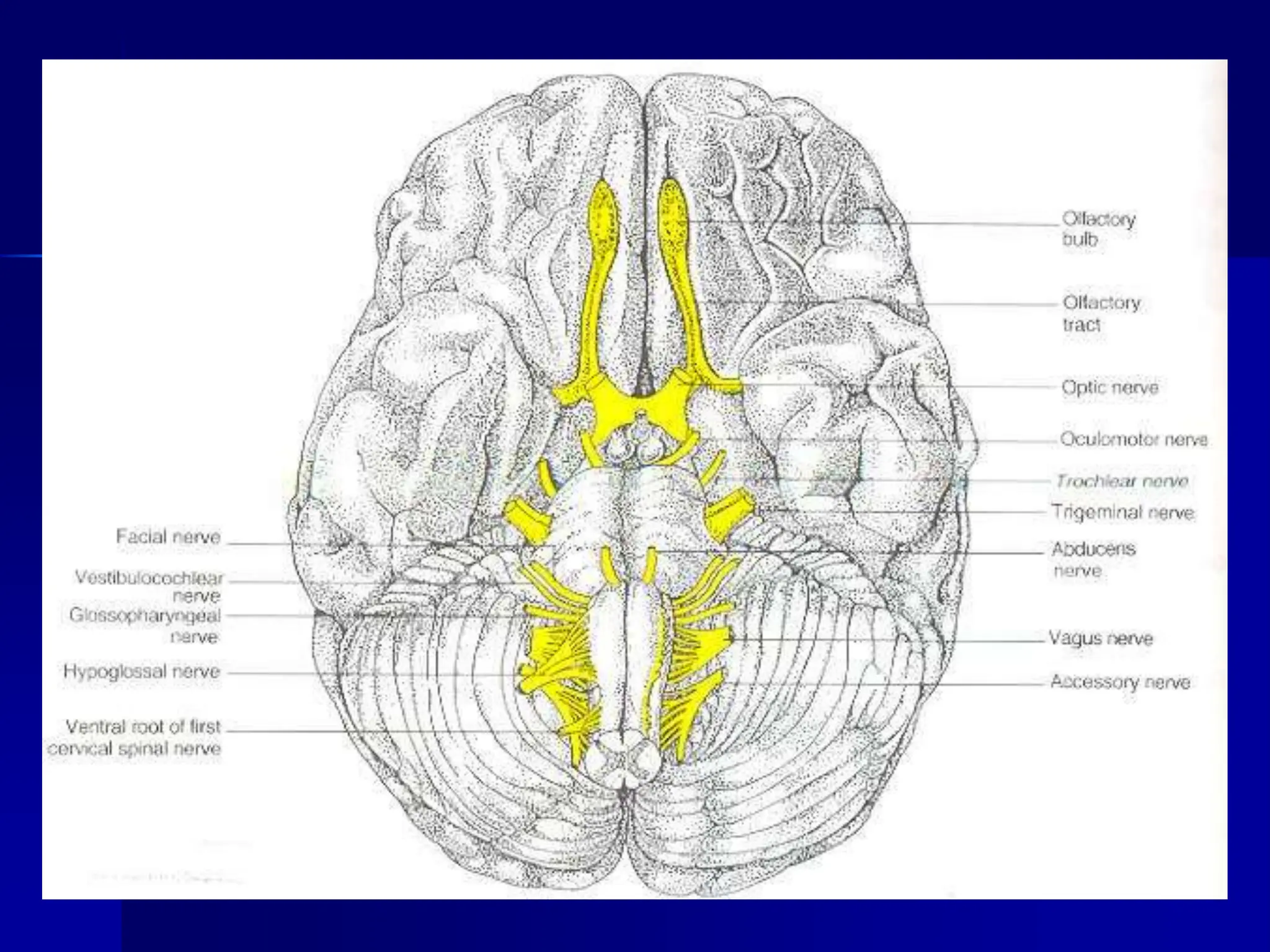 cranial nerves.ppt anatomy and physiology | PPT | Death, Injury, or ...