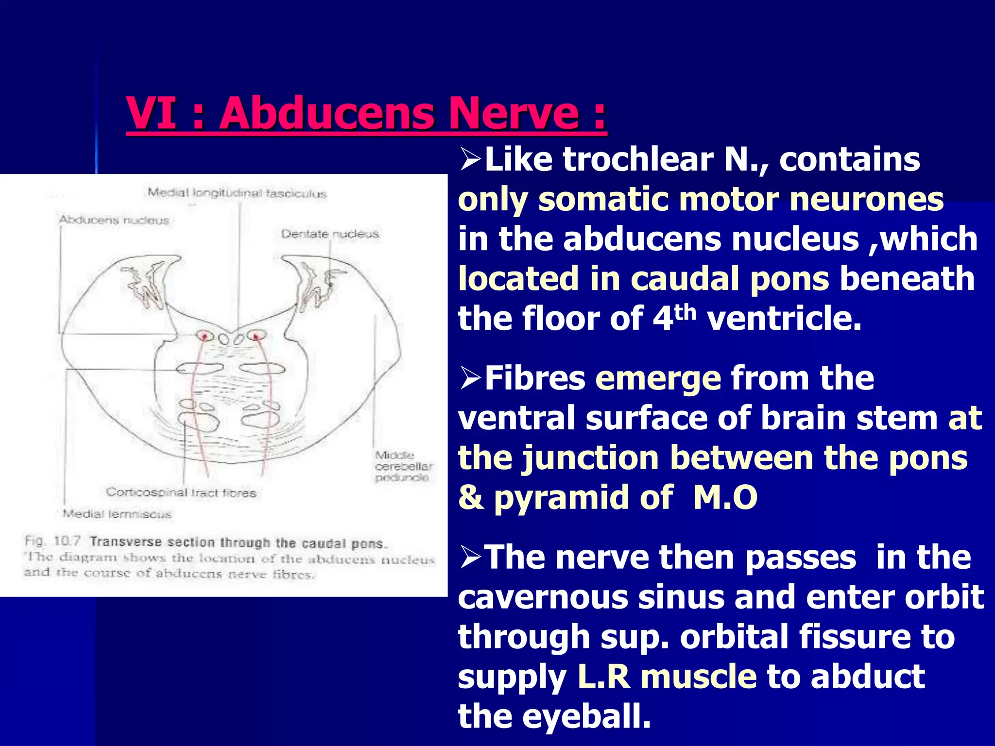cranial nerves.ppt anatomy and physiology | PPT | Death, Injury, or ...