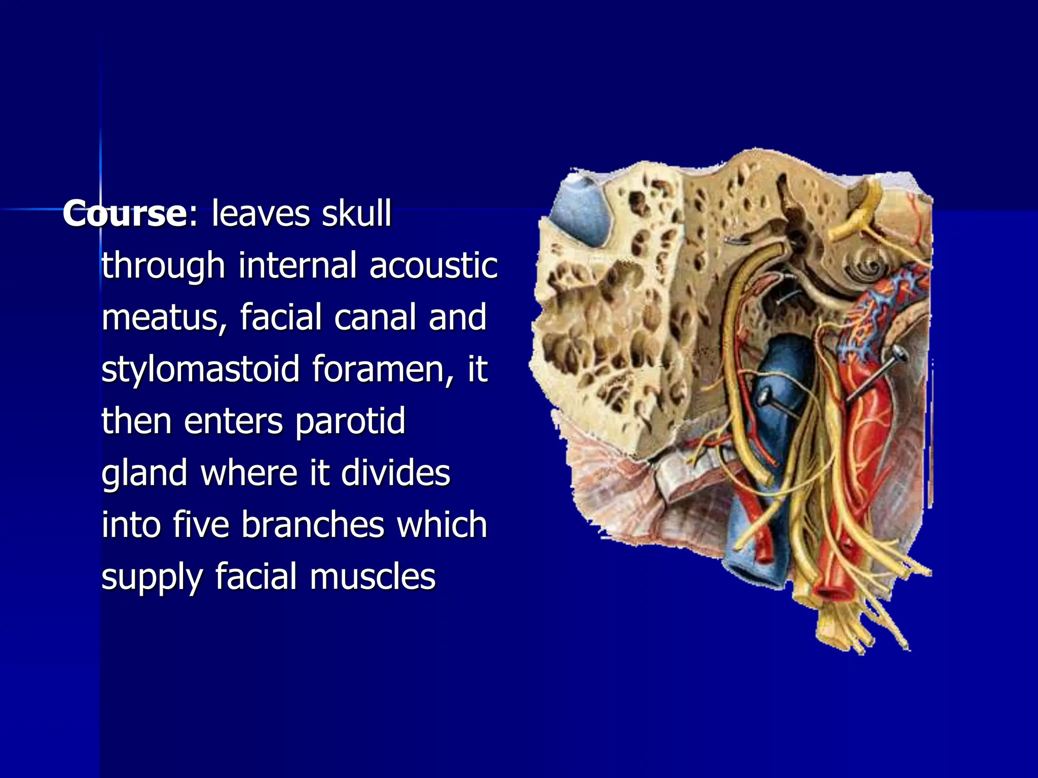 cranial nerves.ppt anatomy and physiology | PPT | Death, Injury, or ...