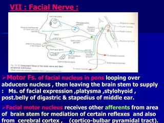 cranial nerves.ppt anatomy and physiology | PPT