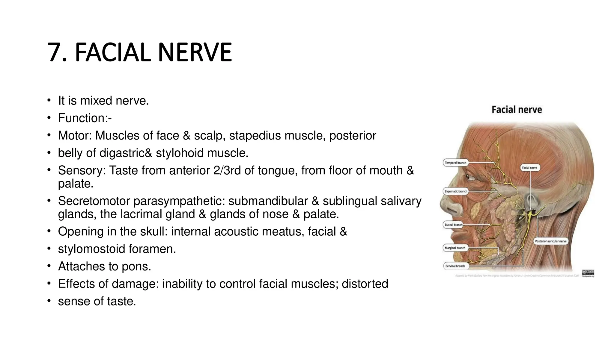 cranial nerves presentation by Dr Ela kinra | PPTX