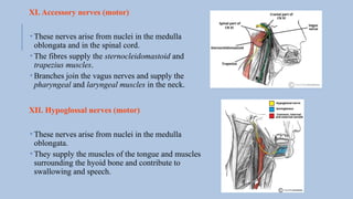 Cranial Nerves - List out cranial nerves.pptx