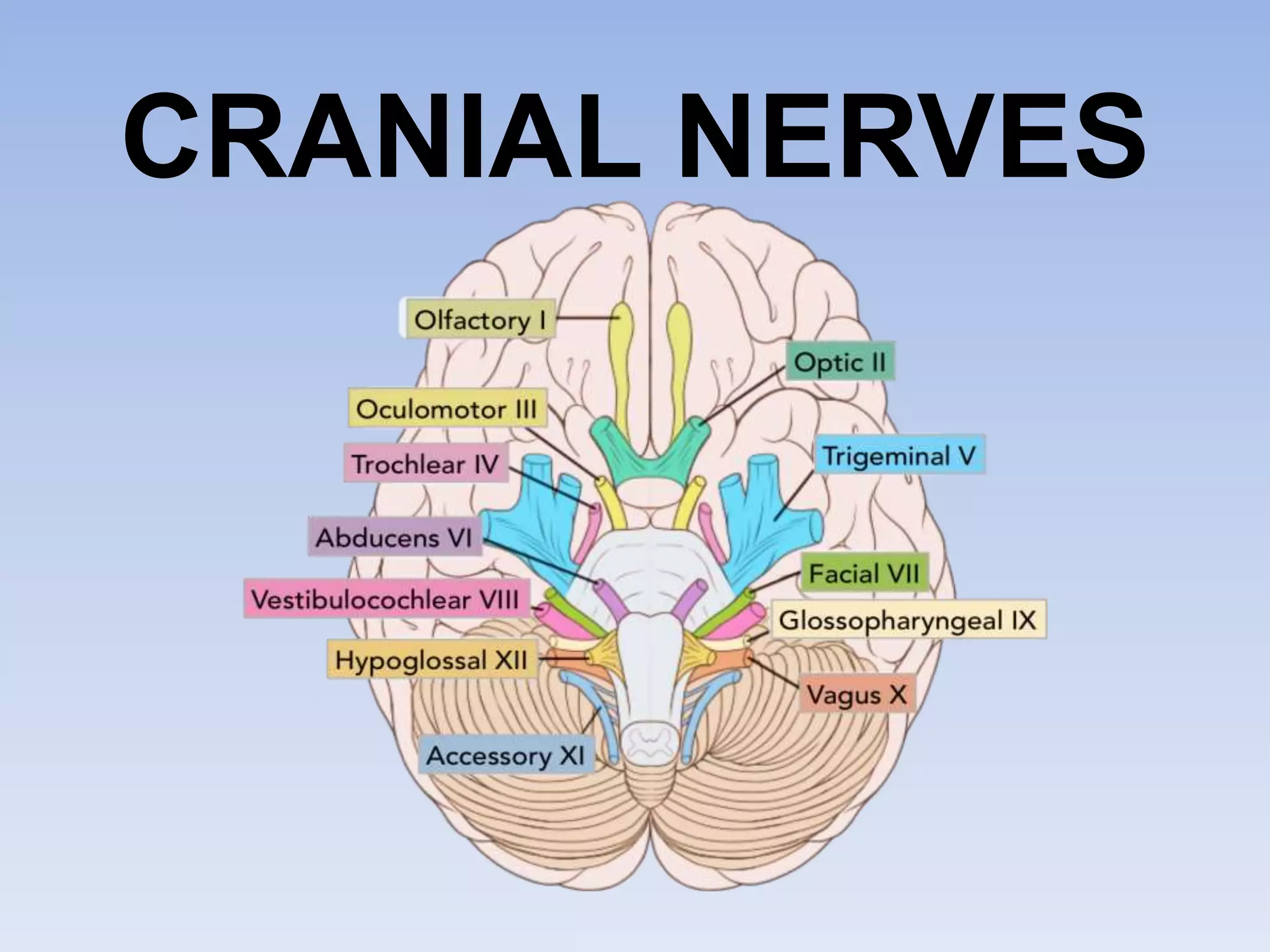 Cranial nerves 8 | PPTX
