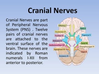 Cranial nerves 8 | PPTX